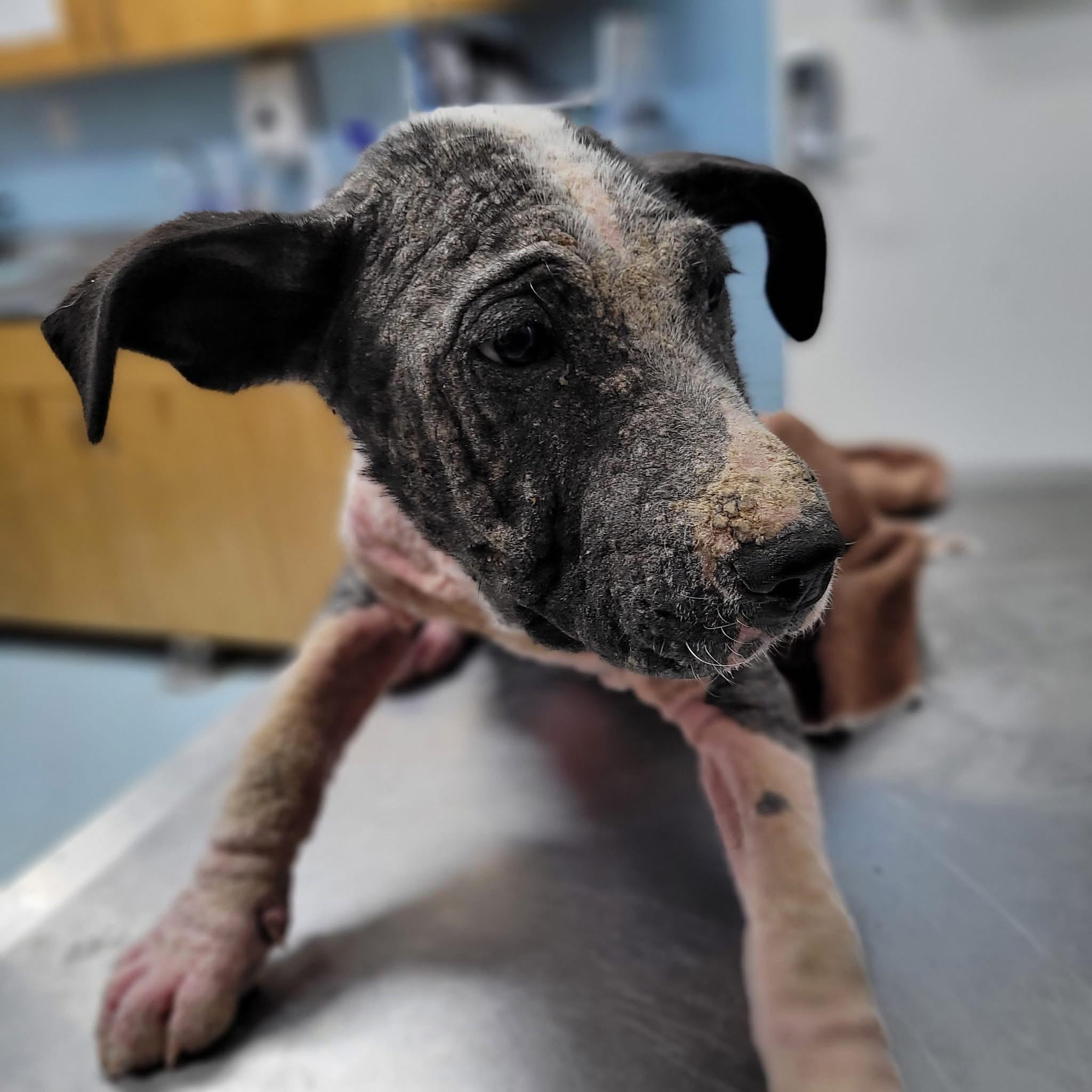 Dog for adoption - Mickey (neglected puppy looking for his happy ever ...