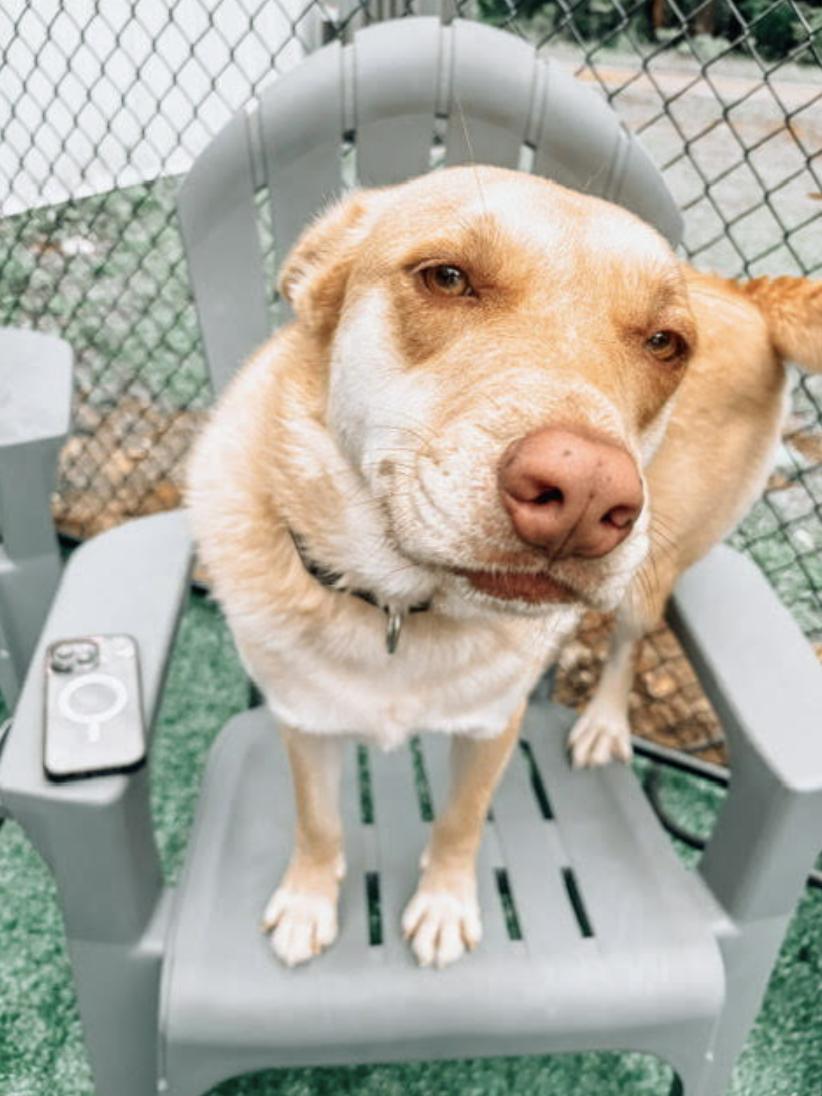 Dog for adoption - Dexter Edgar, a Labrador Retriever & Husky Mix in ...