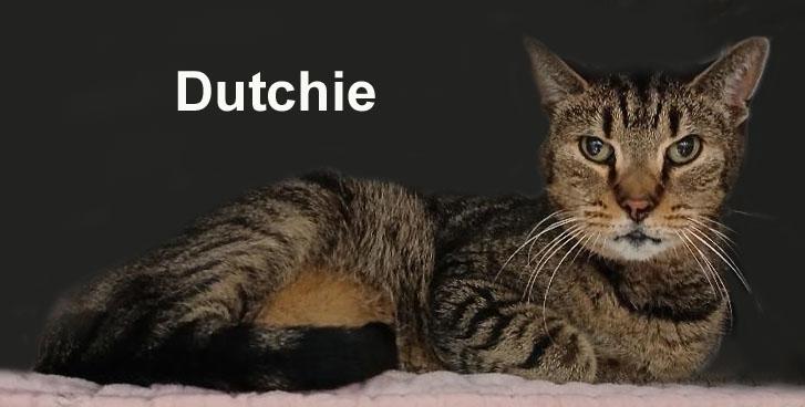 Cat for adoption - Dutchie Fuh. (handsome, majestic, goofy and playful ...