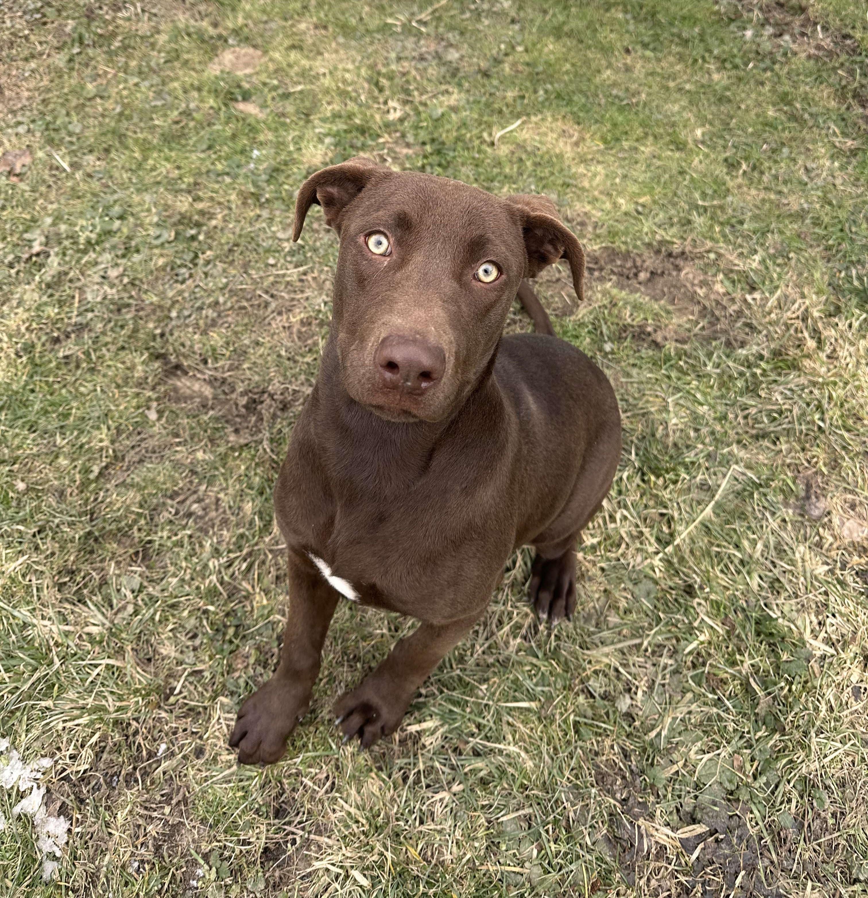 Dog for adoption - Brandy, a Chocolate Labrador Retriever Mix in ...