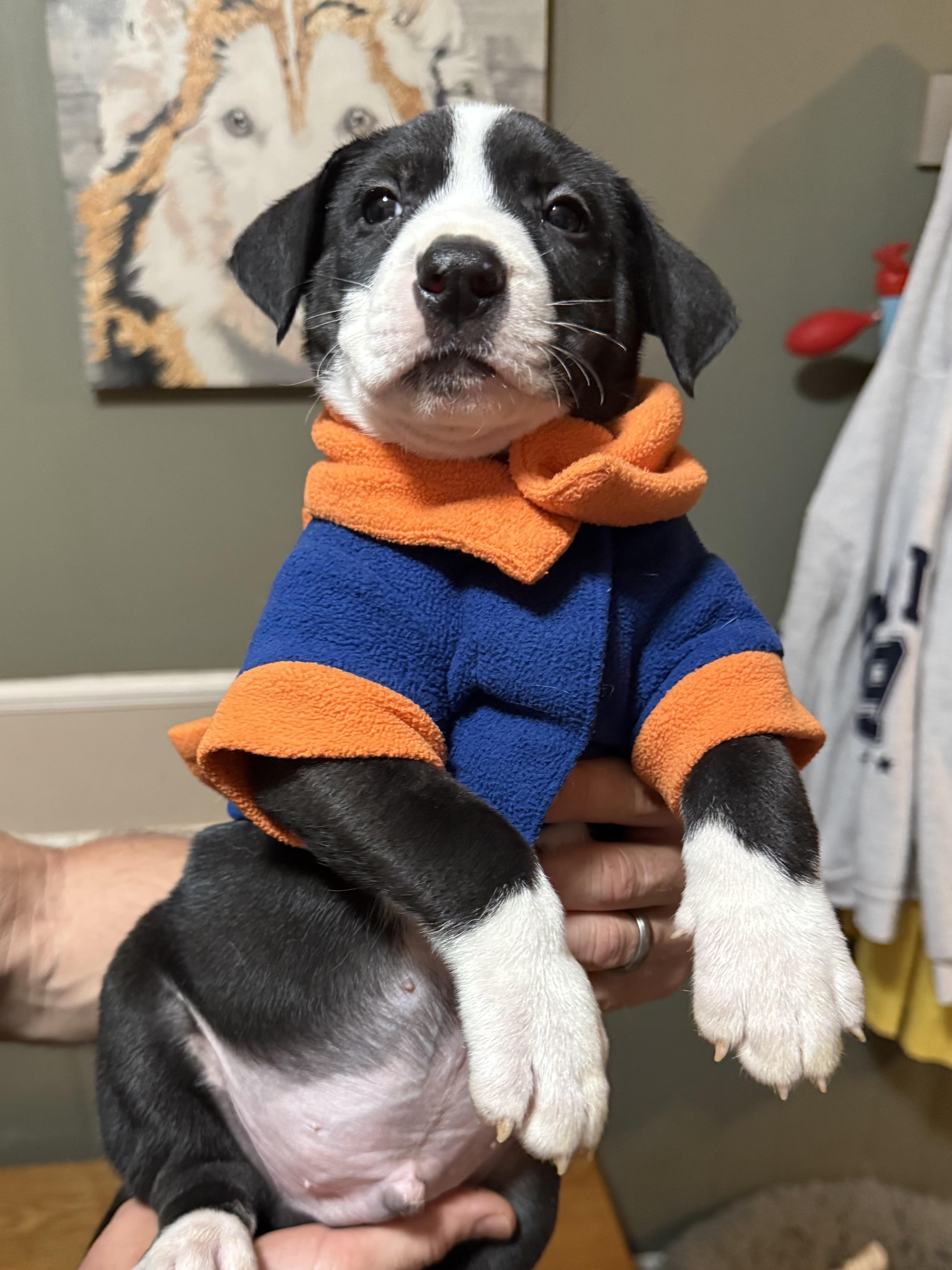 Dog for adoption - Butters, a Mixed Breed in Raphine, VA | Petfinder