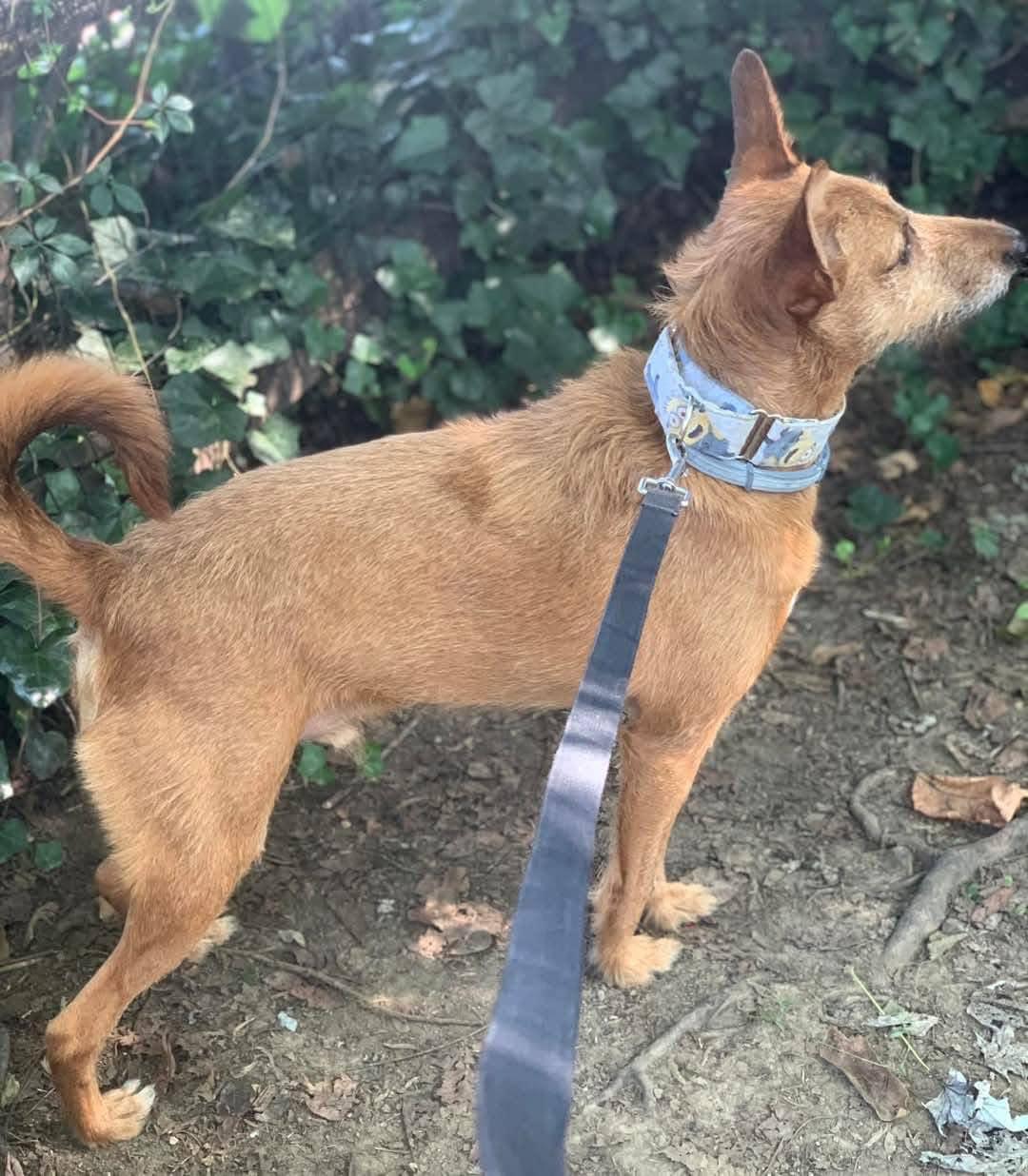 Dog for adoption - Faisca, a Portuguese Podengo in Garden Prairie, IL ...