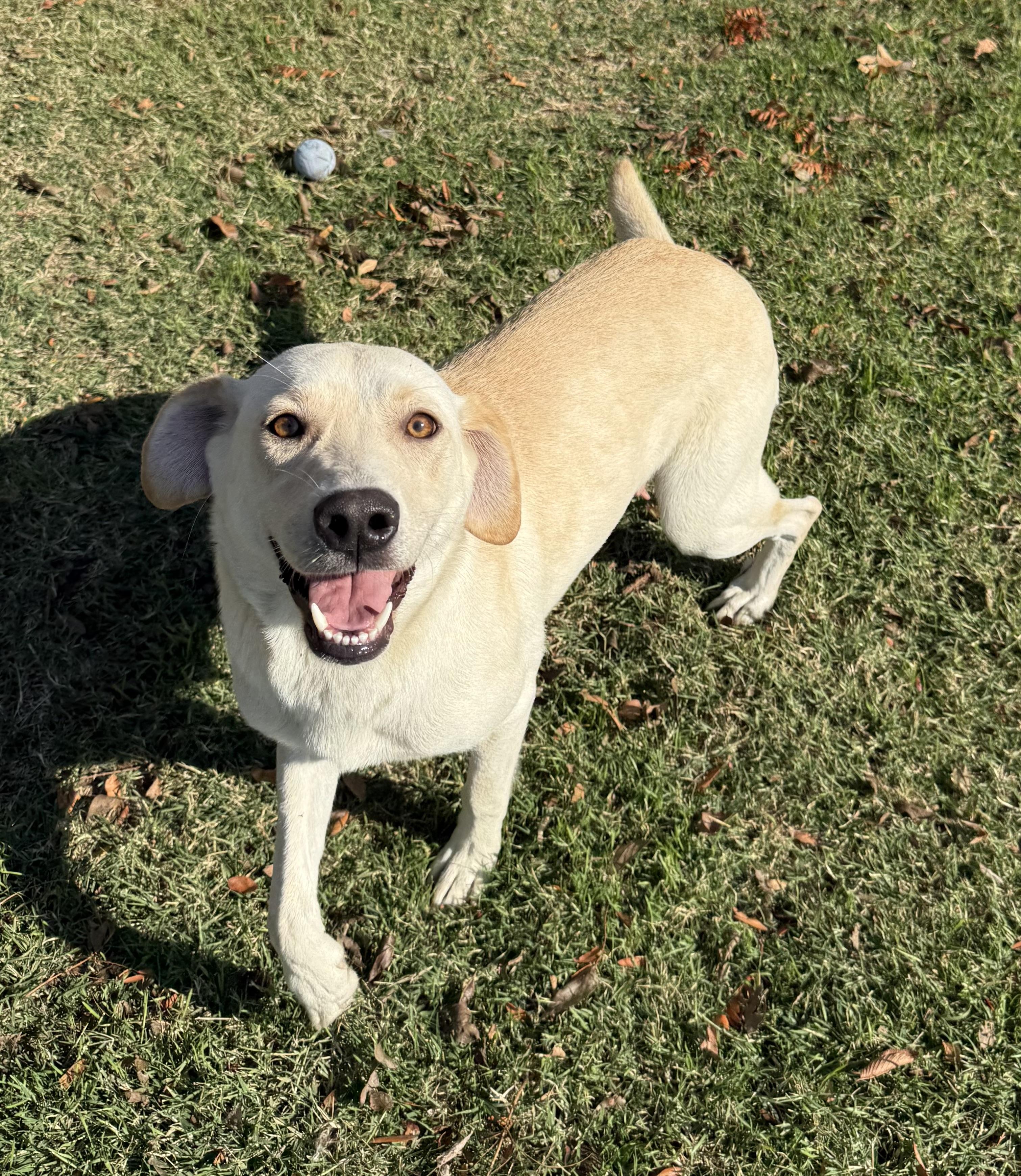 Dog for adoption - Tater Tot, a Yellow Labrador Retriever in Falls Church, VA | Petfinder