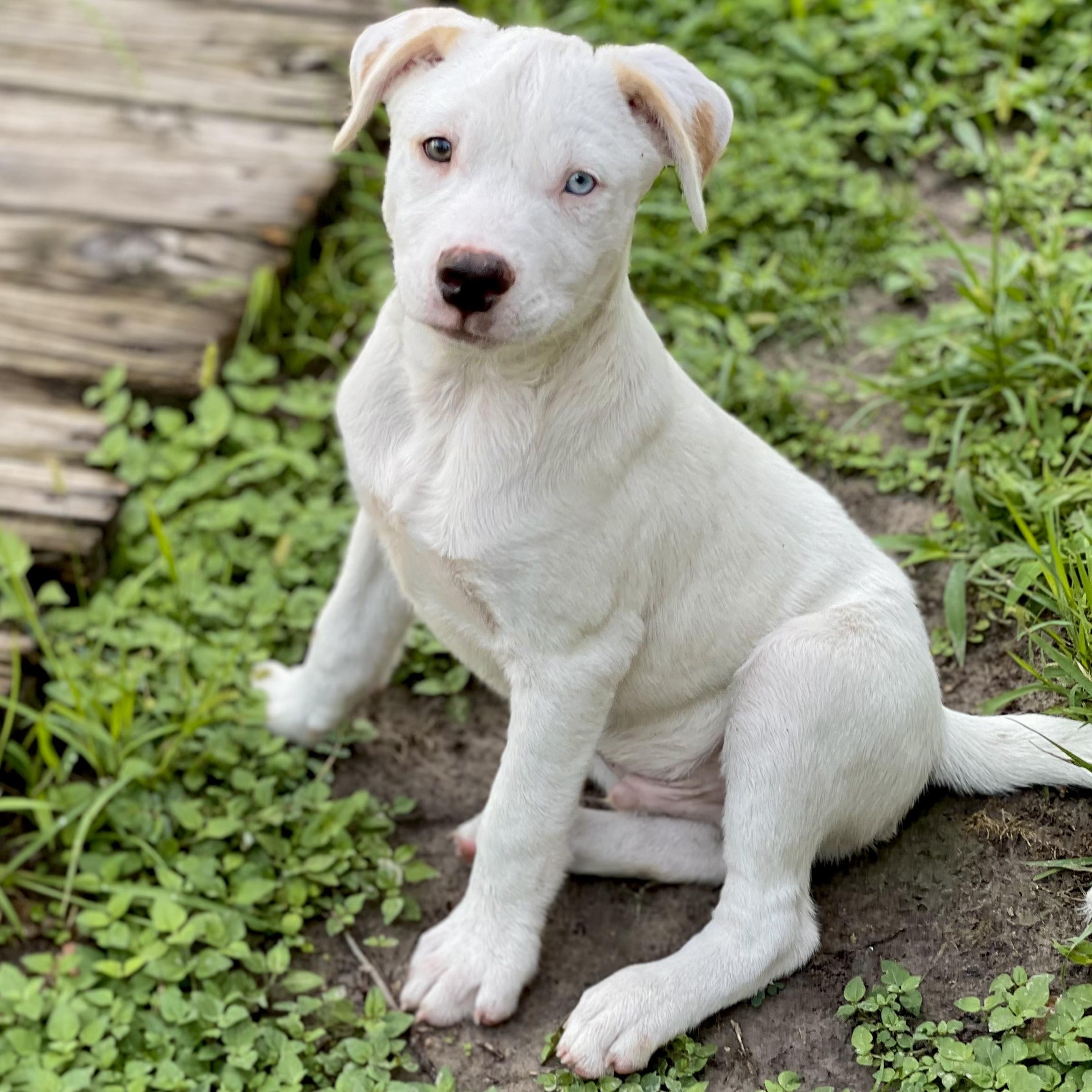 Dog for adoption - Walnut, a Mixed Breed in Cedar City, UT | Petfinder