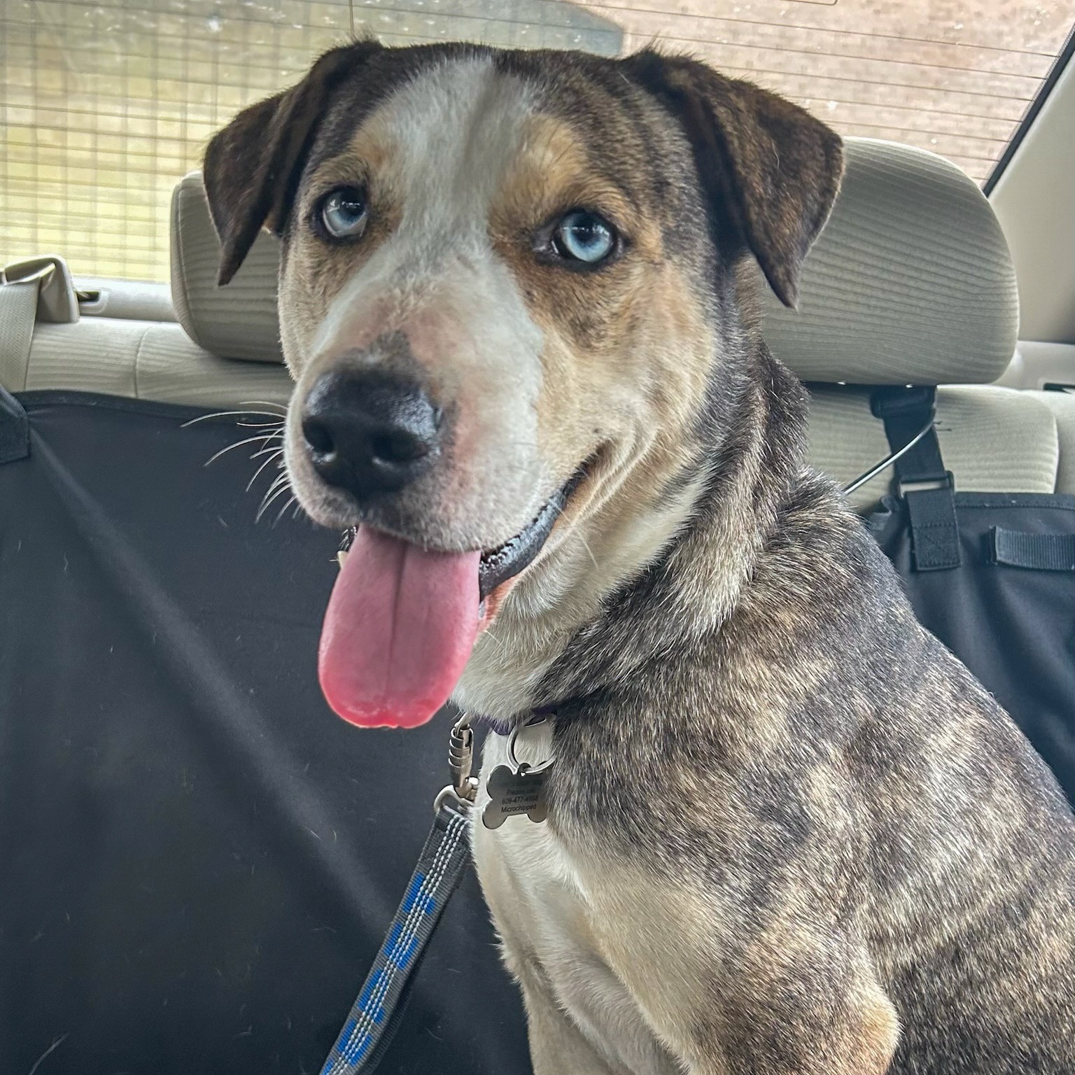 Dog for adoption - Bree, a Husky & Catahoula Leopard Dog Mix in North ...