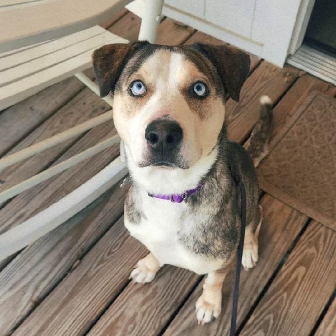 Dog for adoption - Bree, a Husky & Catahoula Leopard Dog Mix in North ...