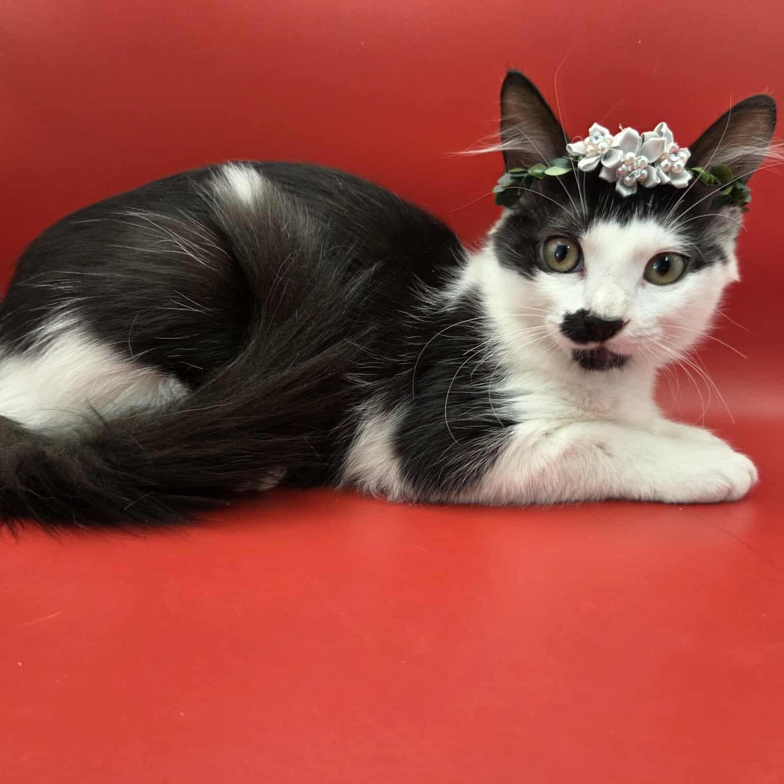 Cat for adoption - Puddin, a Turkish Van & Domestic Medium Hair Mix in ...