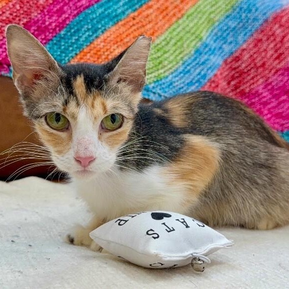 Cat for adoption - Bri Lee Simpson, a Domestic Short Hair & Calico Mix ...