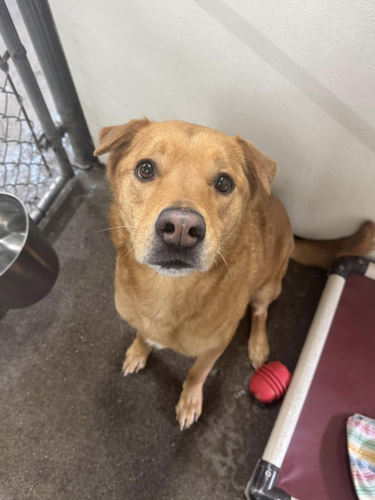 Adoptions – Humane Society of the Ochocos