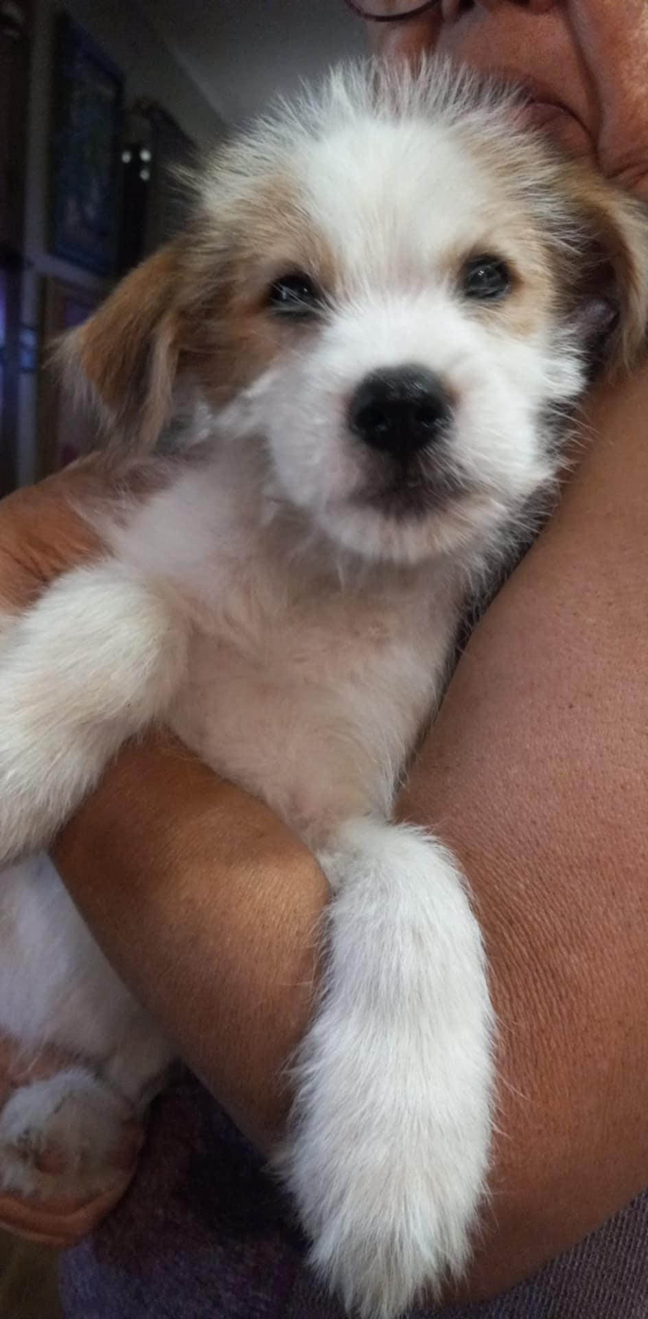 Dog for adoption - Teddy, a Terrier Mix in Hoffman Estates, IL | Petfinder