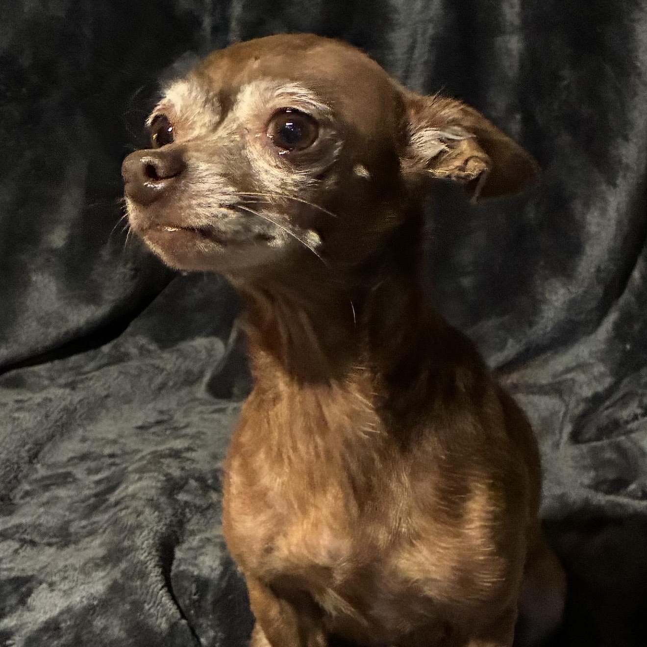 Brownie - Adoptable Pet | Petfinder | Petfinder