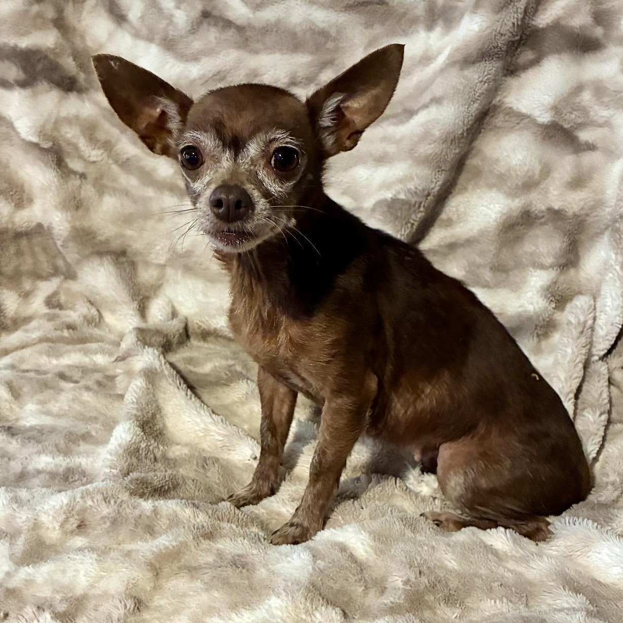 Brownie - Adoptable Pet | Petfinder | Petfinder