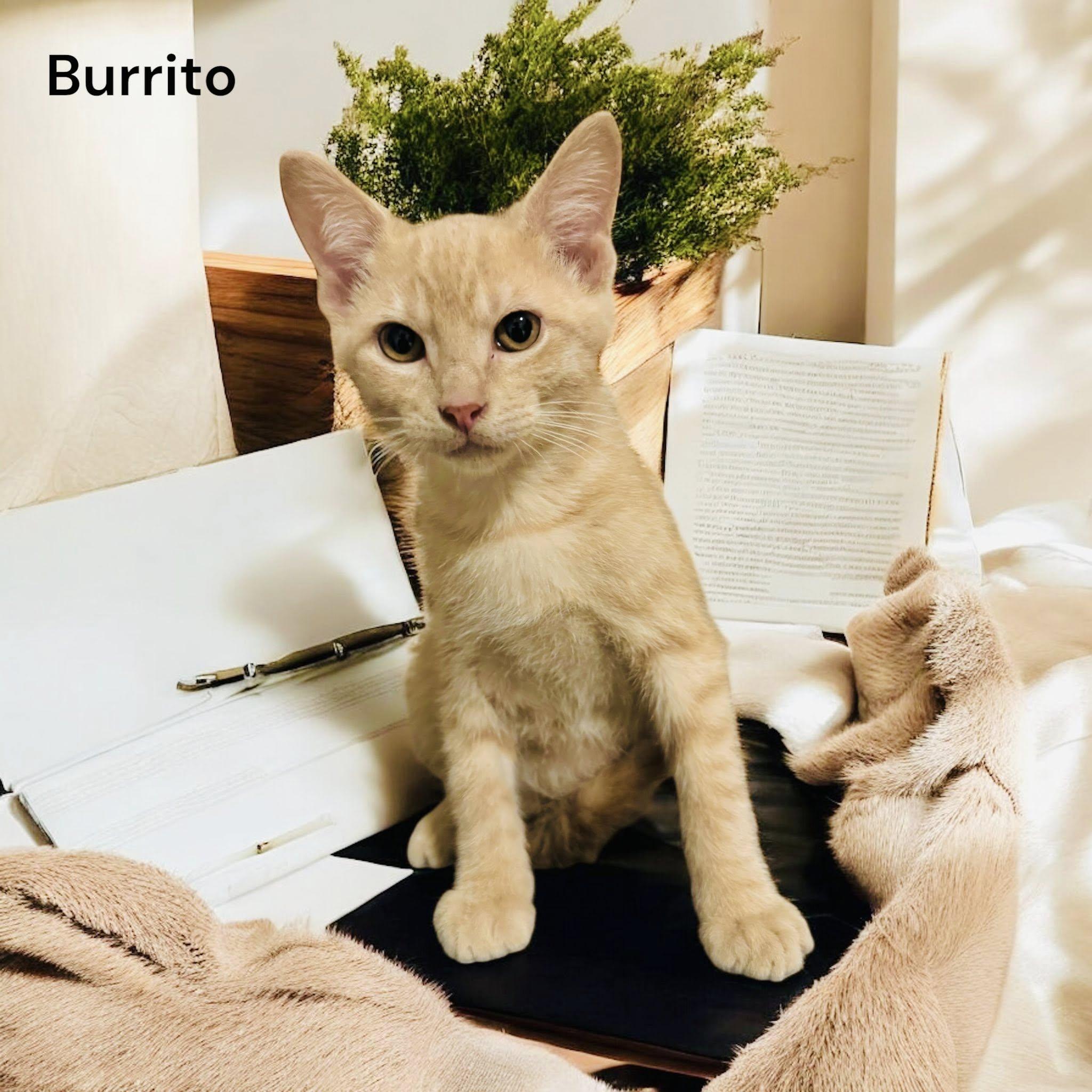 Cat for adoption - Burrito, a Tabby in Fremont, IN | Petfinder