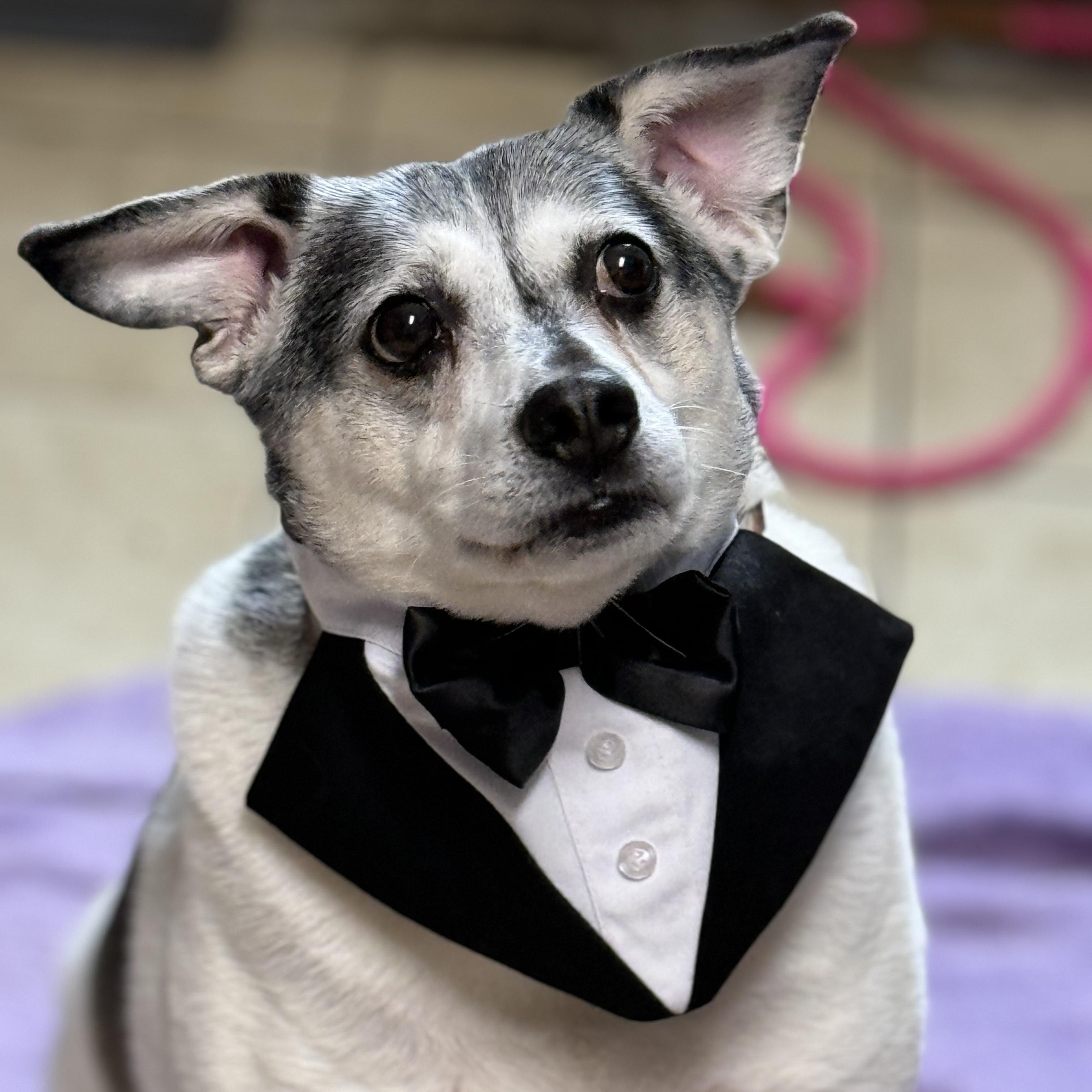 Dog for adoption - Jingle, a Beagle & Rat Terrier Mix in Sparta, NJ ...