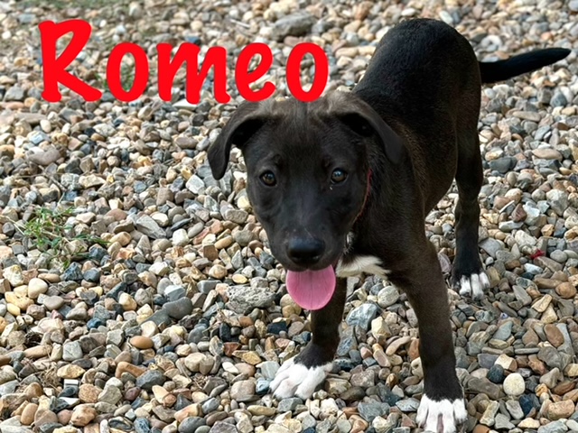 Dog for adoption - Romeo "It's a Love Story", a Black Labrador ...