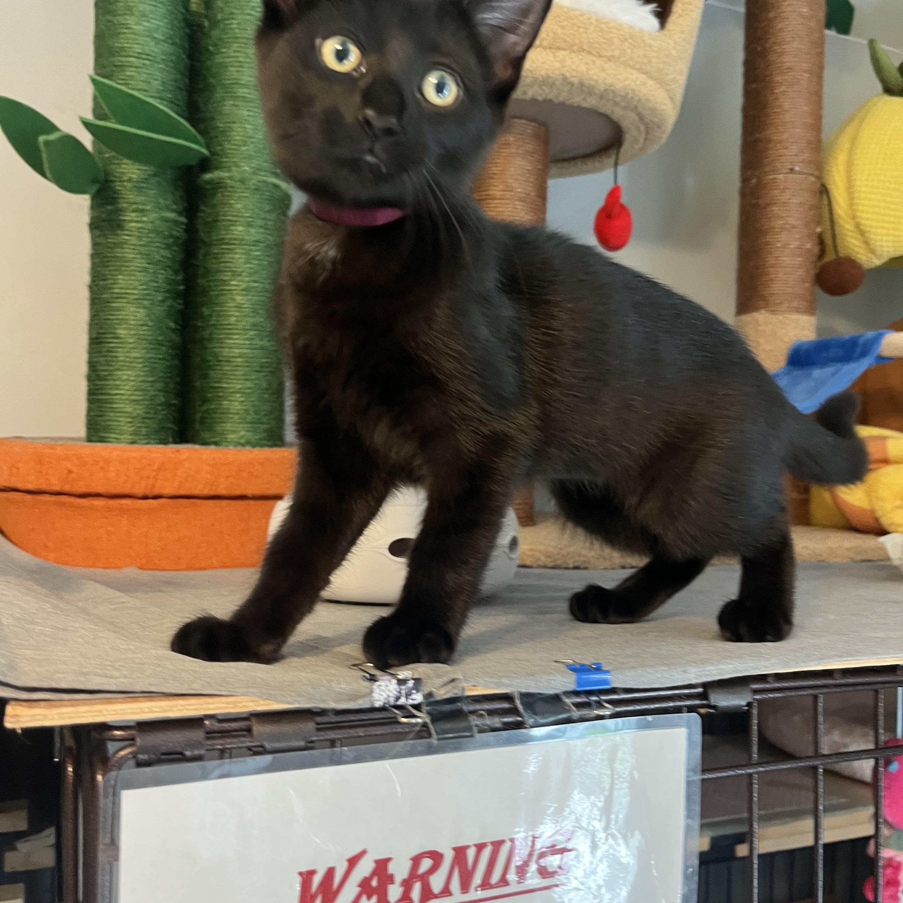 Cat for adoption - Javi, a Domestic Short Hair in South Lyon, MI ...