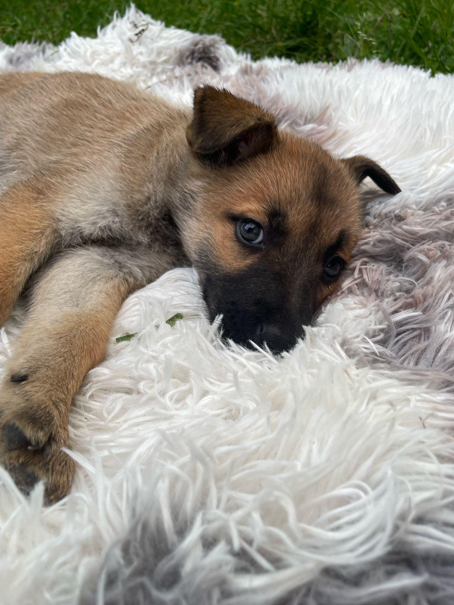 Dog for adoption - Lilith, a German Shepherd Dog Mix in DENVER, CO ...