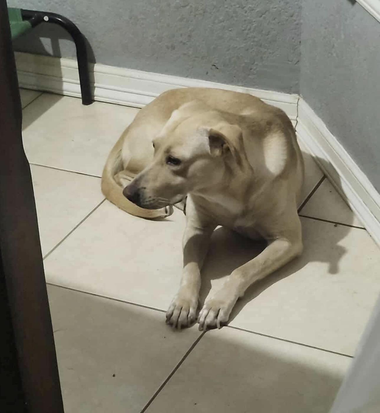 Dog for adoption - Millie, a Yellow Labrador Retriever Mix in Golden ...