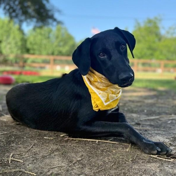 Dog for adoption - Simon Says let's fall in love, a Labrador Retriever ...