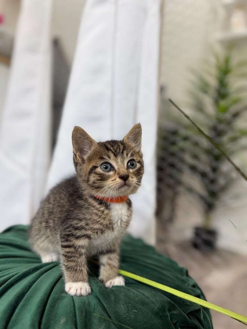 Cat for adoption - Indie Grey, a Tabby Mix in Montreal, QC | Petfinder