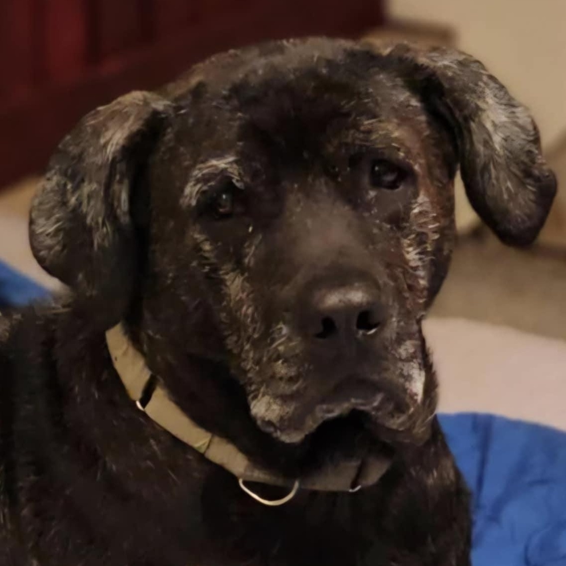 Dog for adoption - Brandi, a Labrador Retriever Mix in Rochester, WA ...