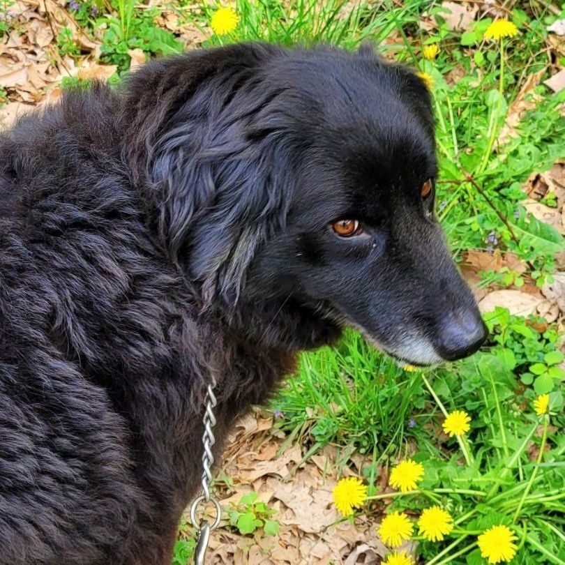 Dog for adoption - Carma, a Great Pyrenees & Black Labrador Retriever ...