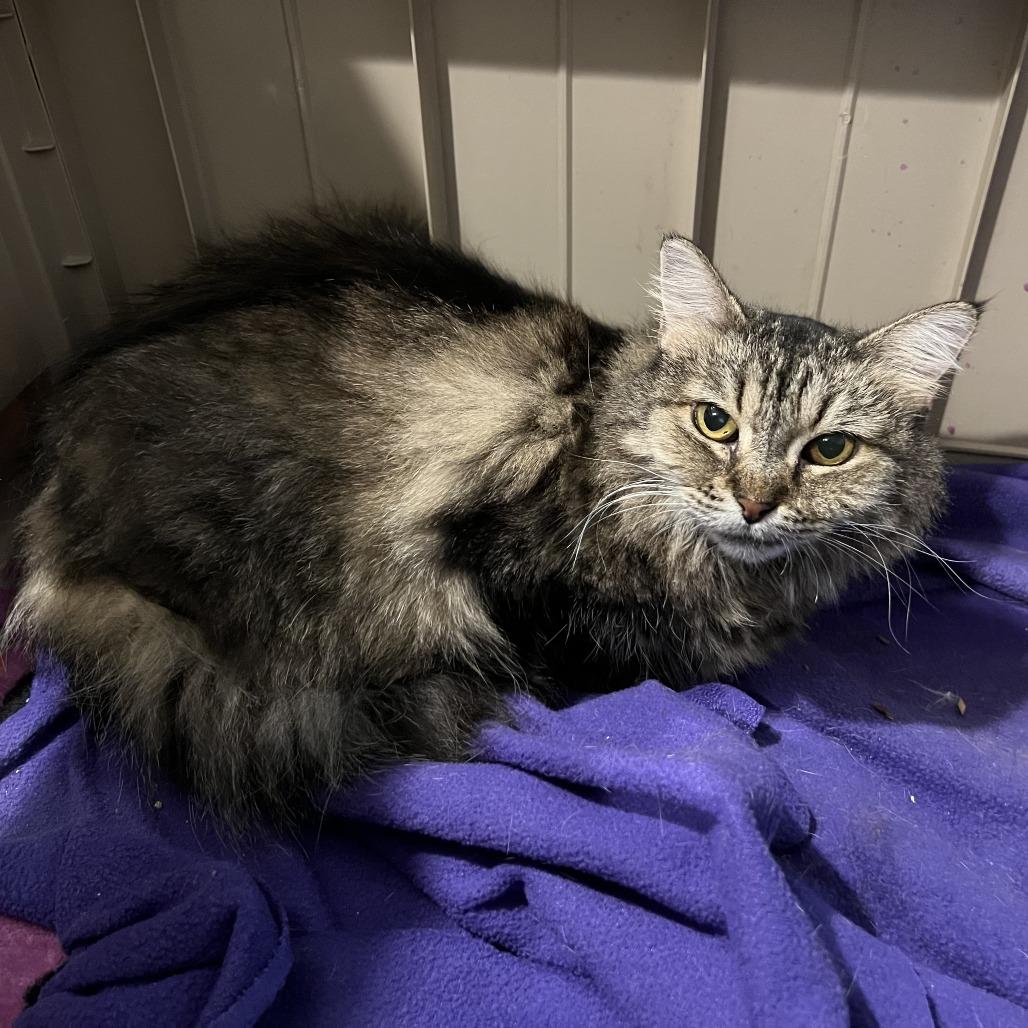 Adopt Coco Chloe in Las Vegas | Domestic Long Hair cat | Buddy