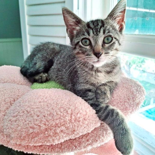Cat for adoption - Hector Faith, a Domestic Short Hair & Tabby Mix in ...