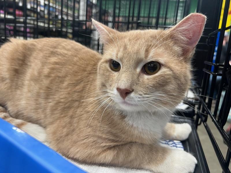 Cat for adoption - Simba, a Domestic Short Hair in Watchung, NJ | Petfinder