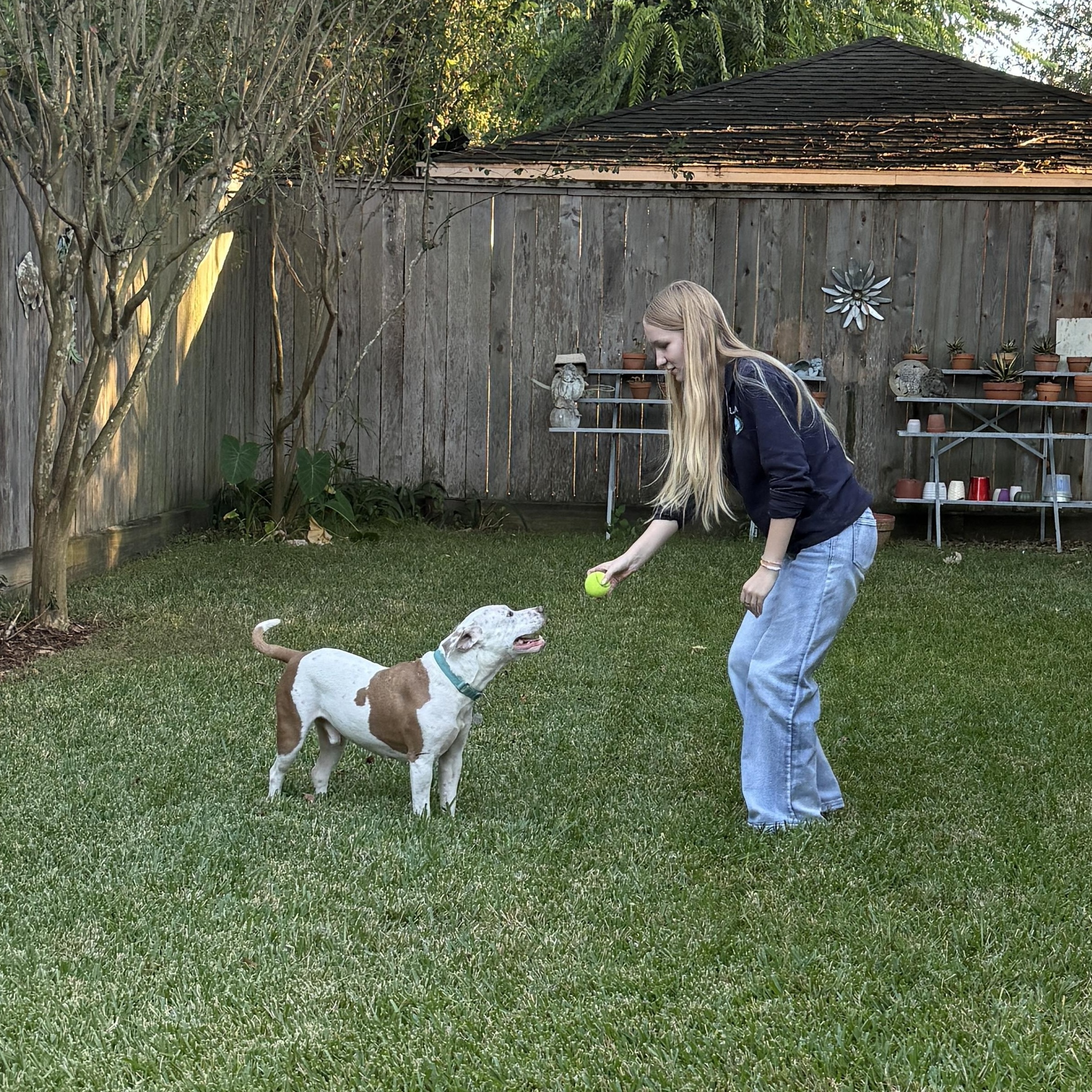 Dog for adoption - Canelo, an American Staffordshire Terrier Mix in ...