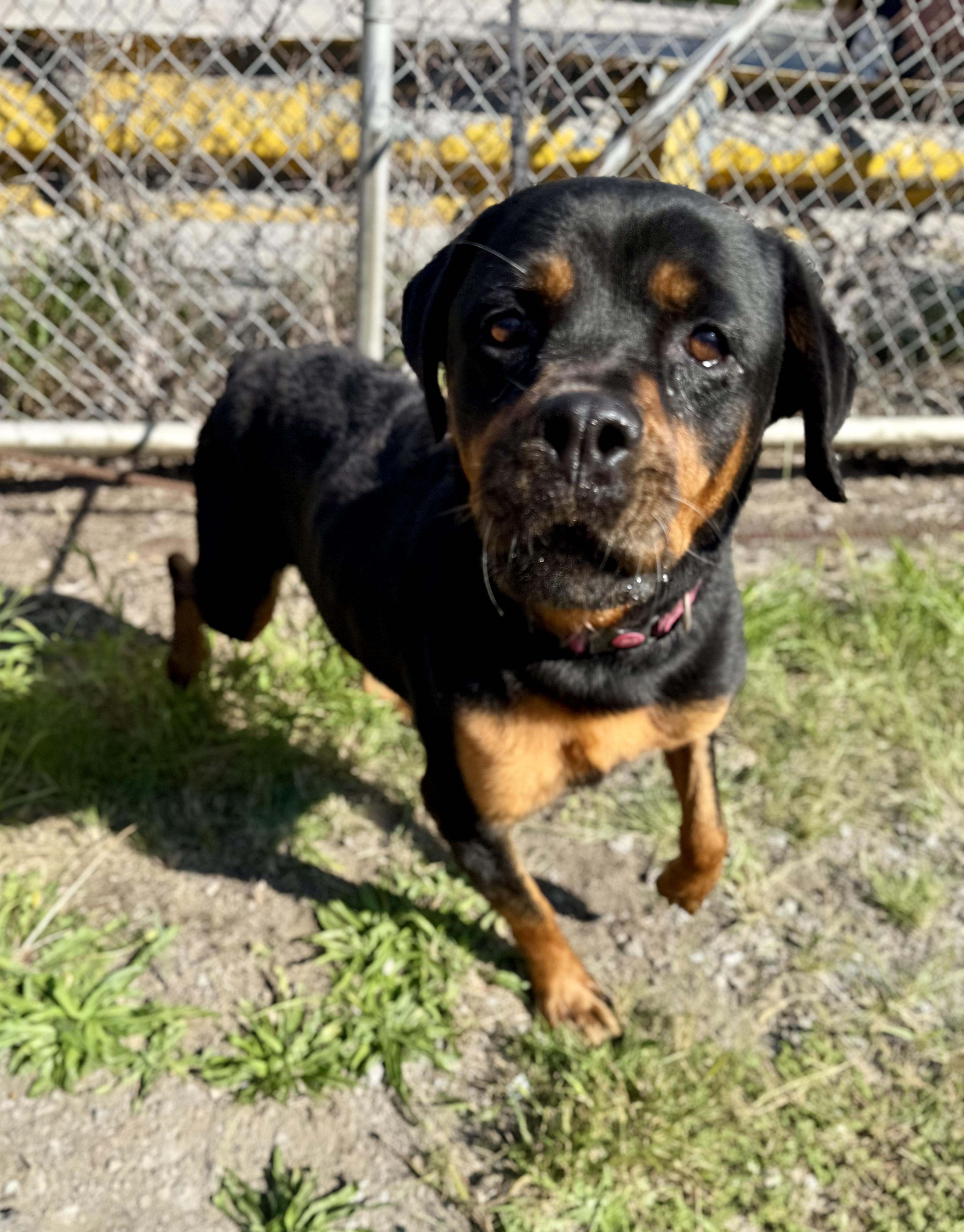 Dog for adoption - Olive Oil, a Rottweiler in Gary , IN | Petfinder