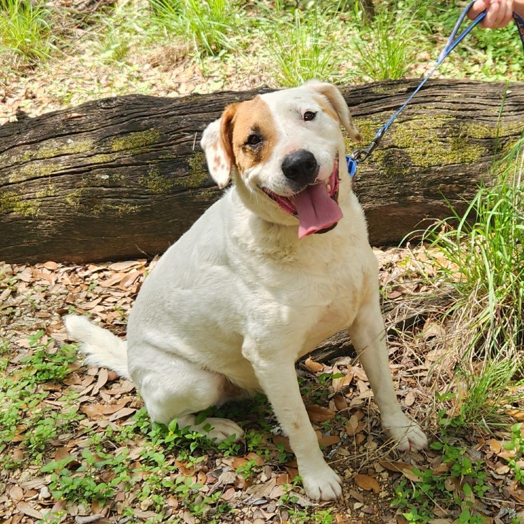 Dog for adoption - Wishbone JuM, a Terrier Mix in Hamilton Township, NJ ...