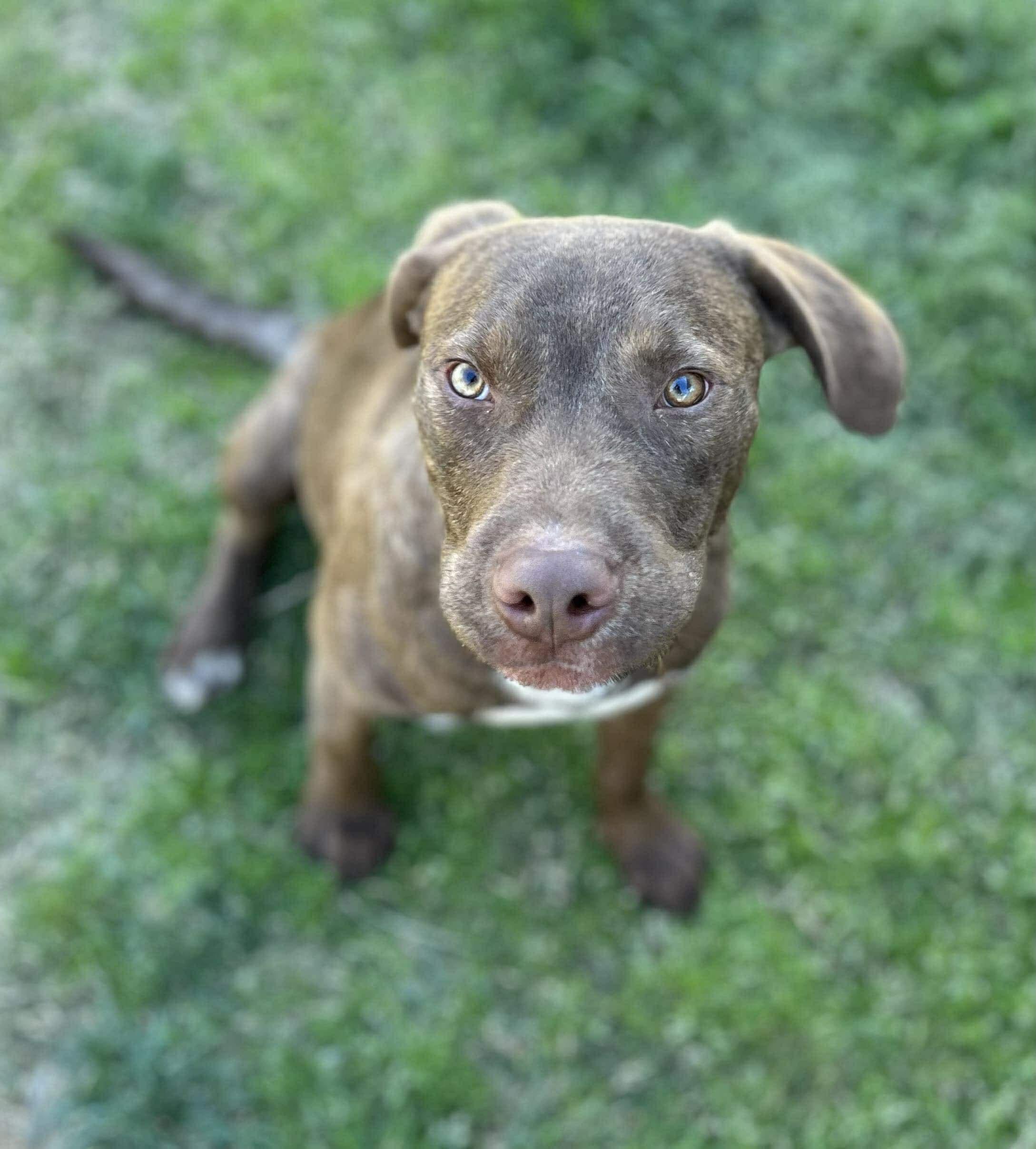 Dog for adoption - Paxton, a Labrador Retriever & Hound Mix in ...