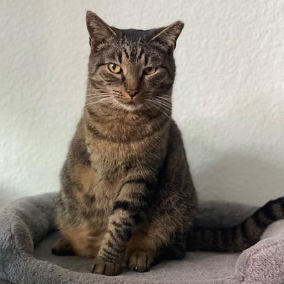 Cat for adoption - Sam (Three legged cat), a Tabby Mix in Fort Pierce ...