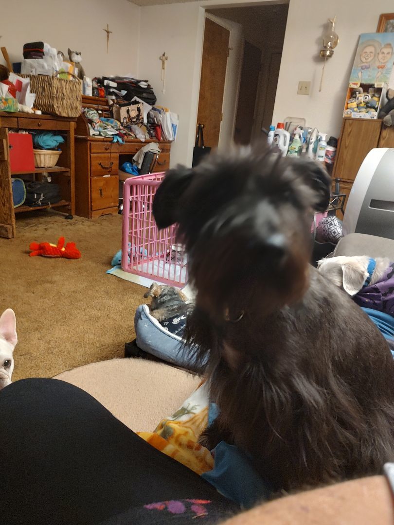 Dog for adoption - Willow, a Miniature Schnauzer in Sanger, TX | Petfinder