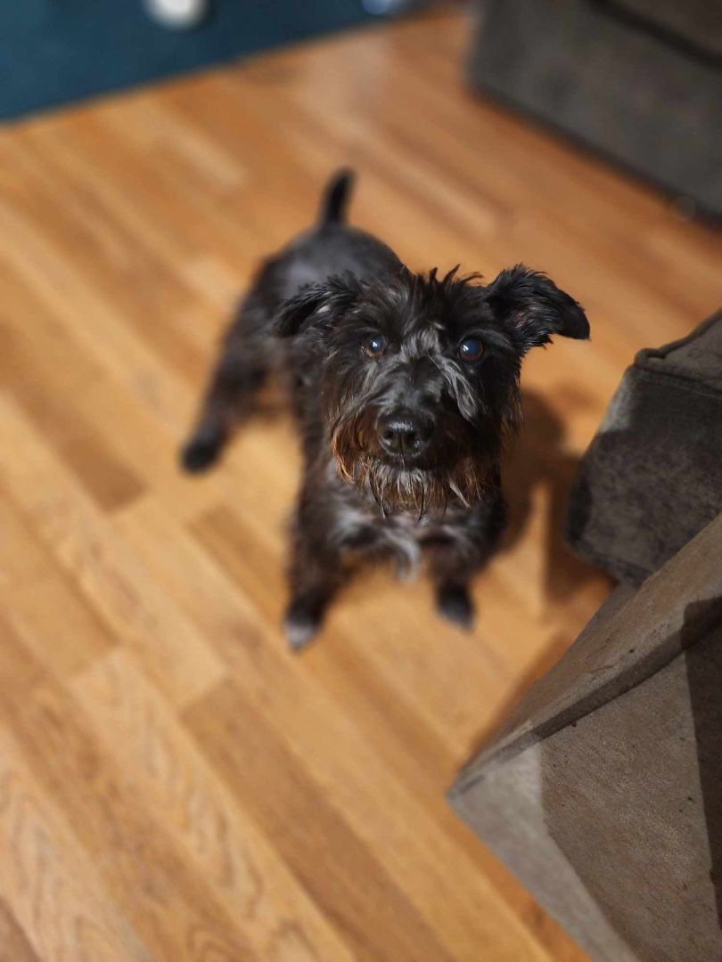 Dog for adoption - Willow, a Miniature Schnauzer in Sanger, TX | Petfinder