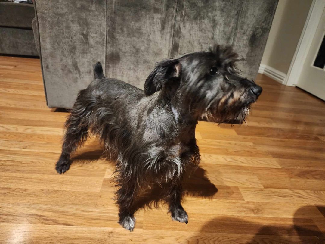 Dog for adoption - Willow, a Miniature Schnauzer in Sanger, TX | Petfinder