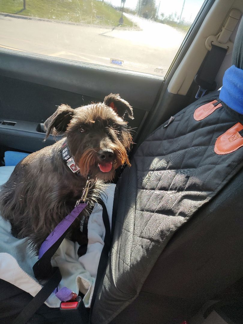 Dog for adoption - Willow, a Miniature Schnauzer in Sanger, TX | Petfinder