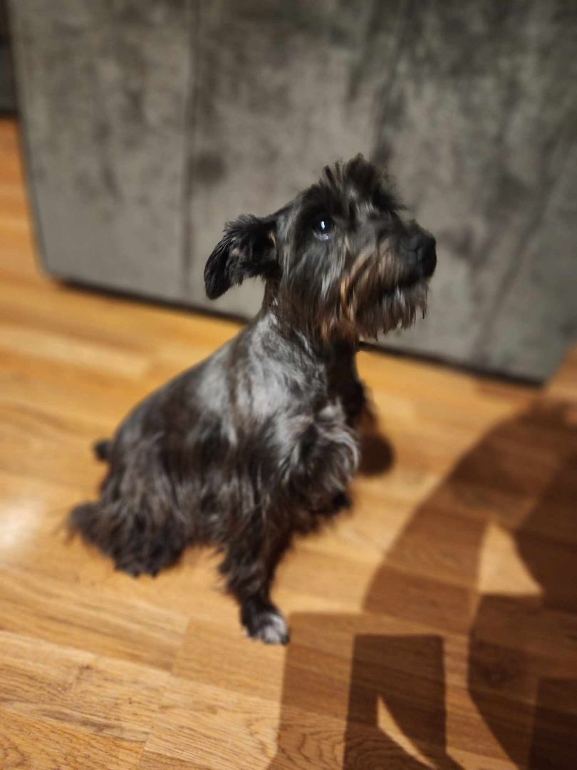 Dog for adoption - Willow, a Miniature Schnauzer in Sanger, TX | Petfinder