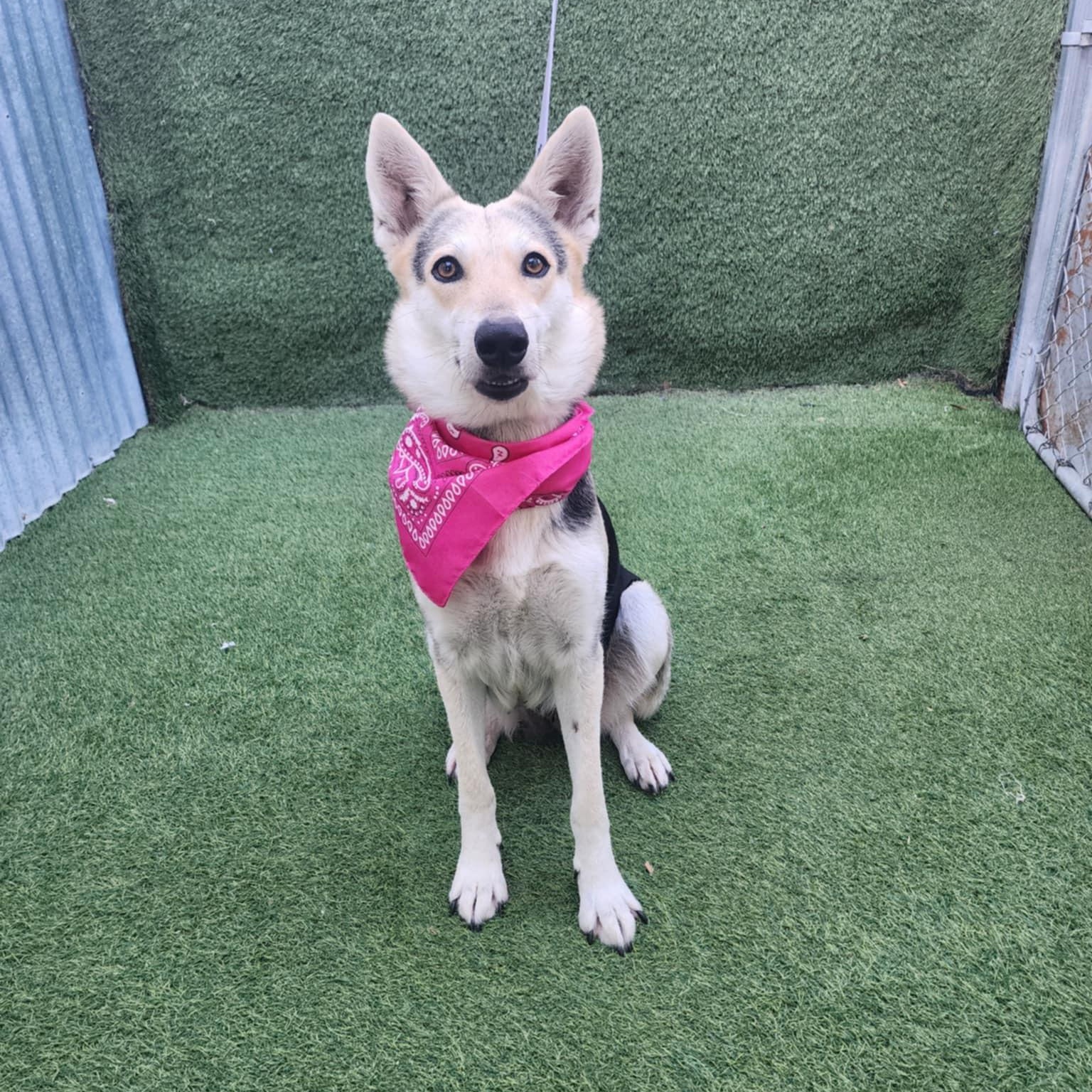 Dog for adoption - Anastasia, a German Shepherd Dog in Sheridan, CO ...