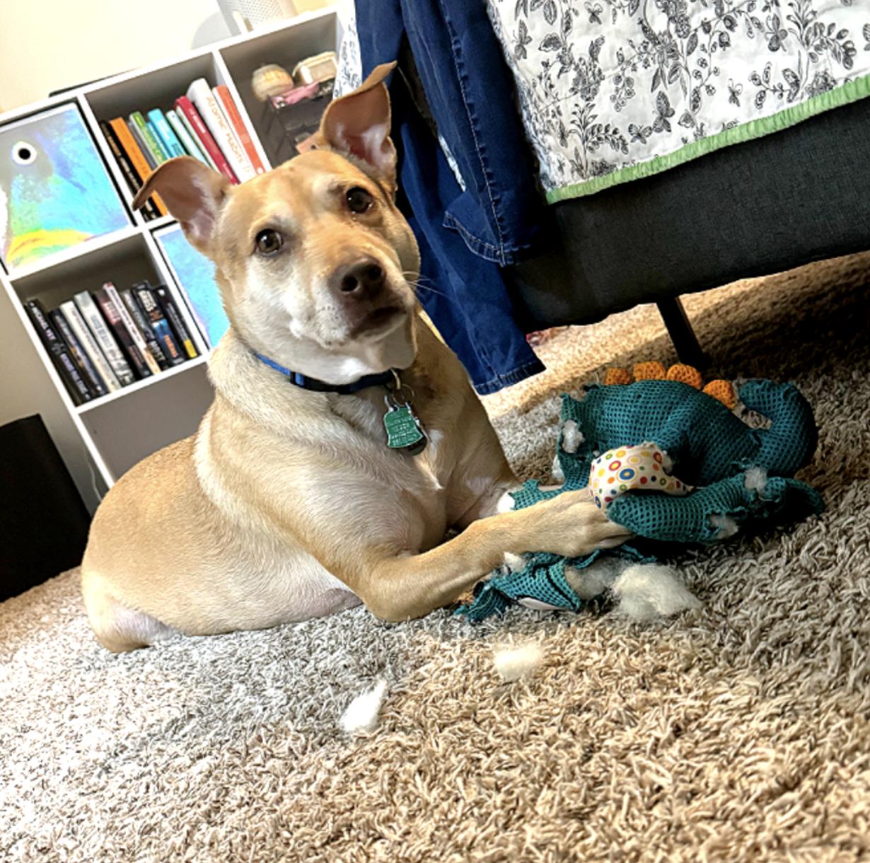 Dog for adoption - Shiloh, a Mixed Breed in Albany, NY | Petfinder