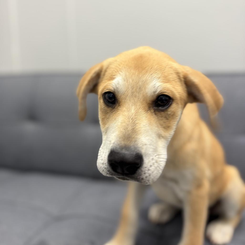 Dog for adoption - Dustin, a Labrador Retriever Mix in Monticello, IA ...