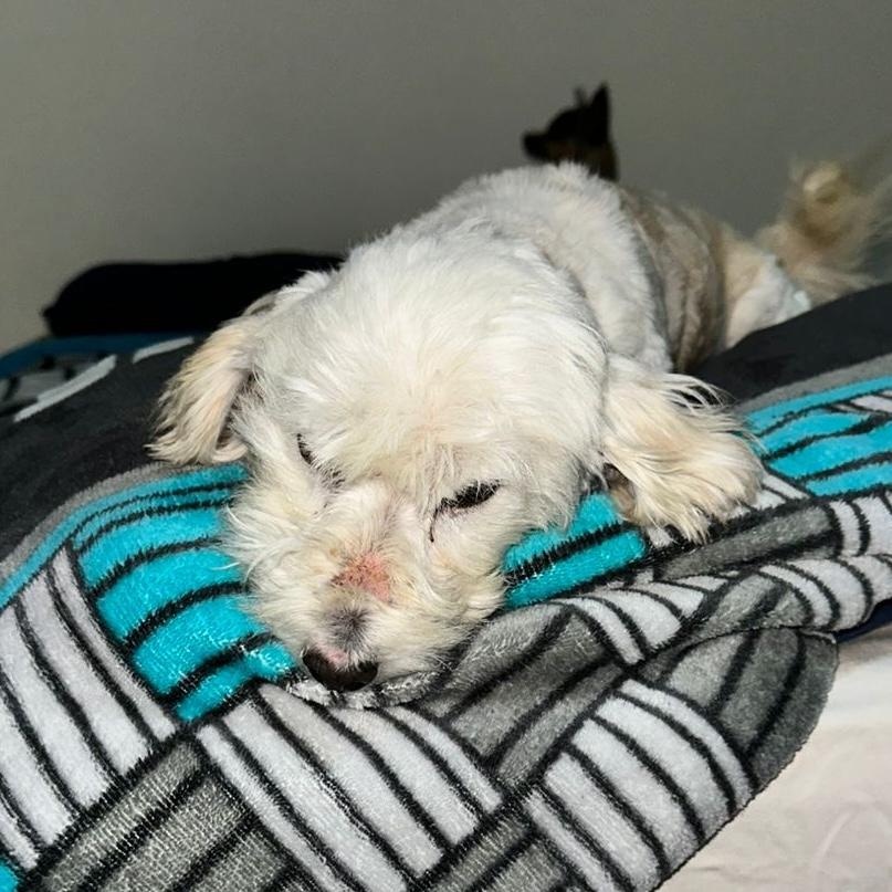 Alma - Adoptable Pet | Petfinder | Petfinder