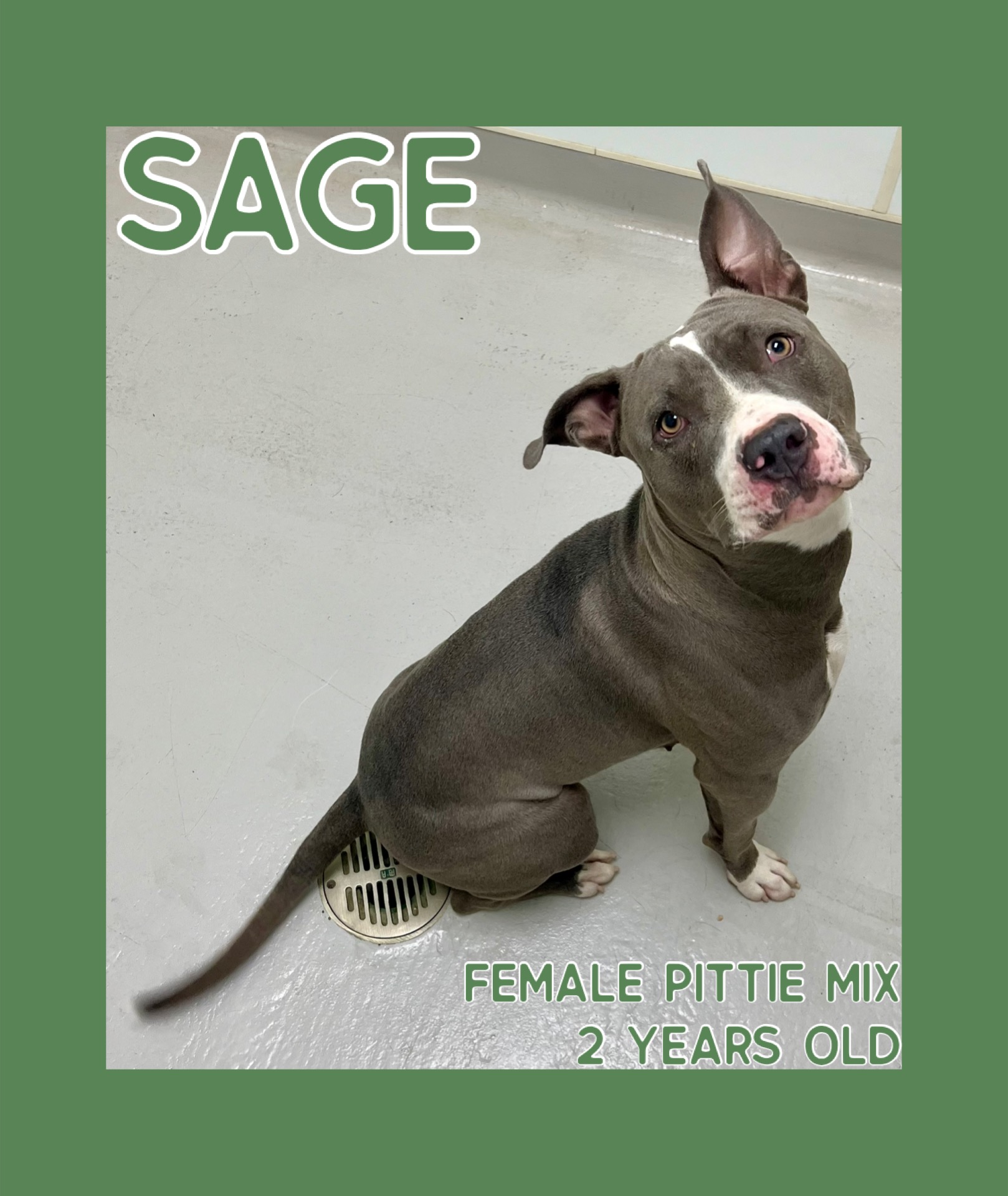 Dog for adoption - Sage, a Pit Bull Terrier Mix in Danville, IN | Petfinder
