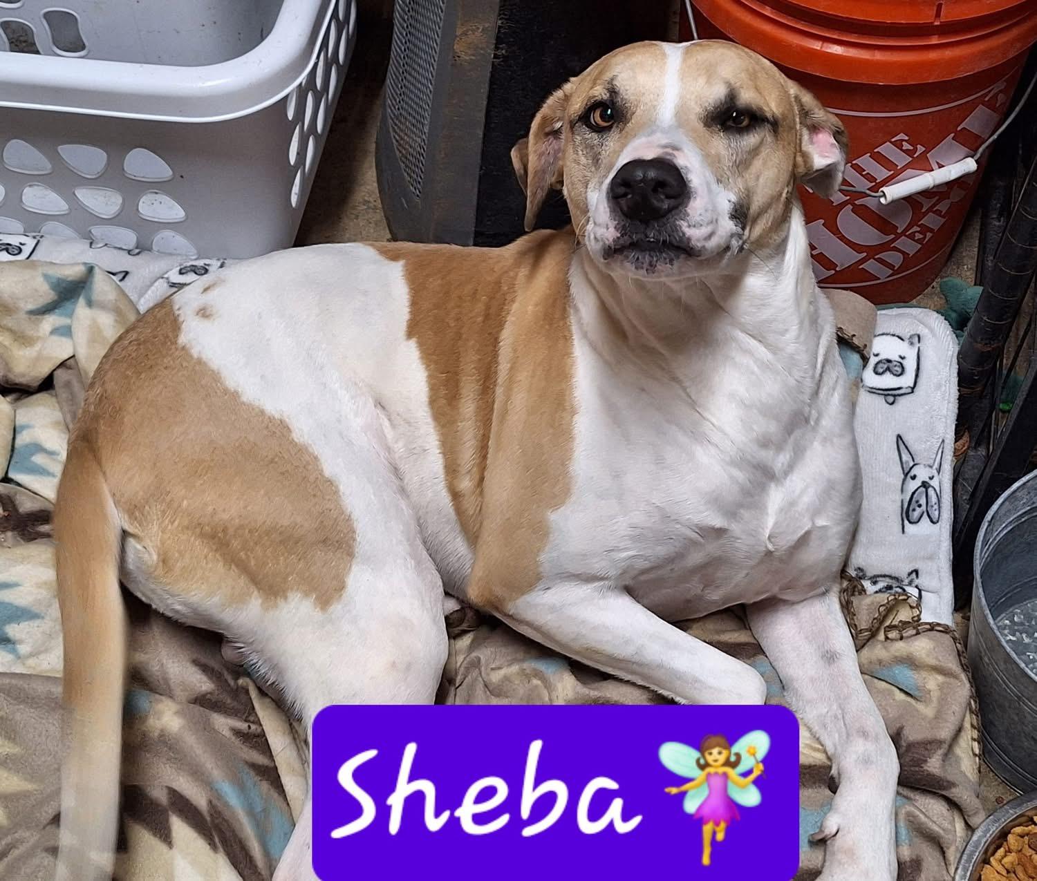Dog for adoption - Sheba, a Mixed Breed in Palatka, FL | Petfinder
