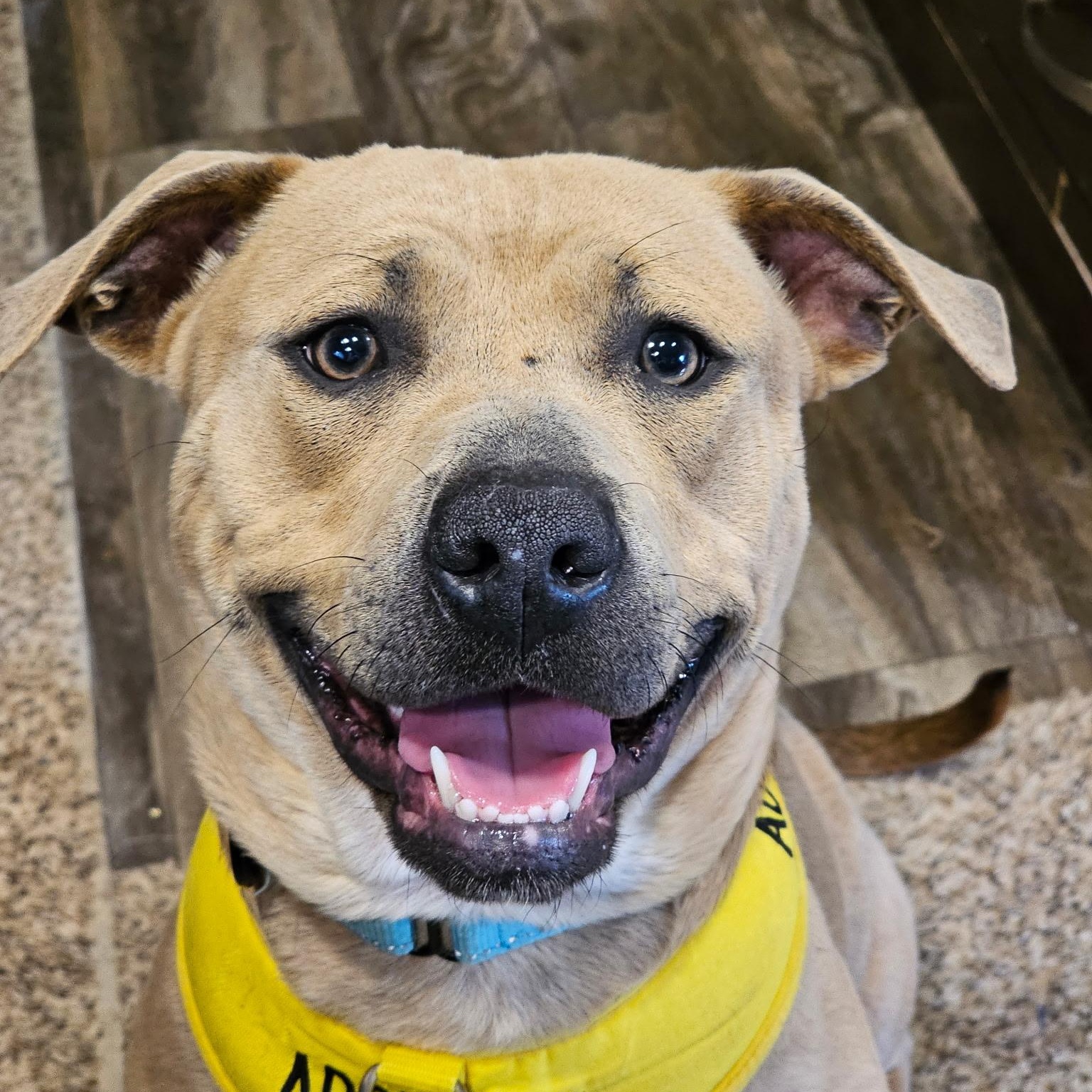 Dog for adoption - ELLA (Experienced camper, Smart, Loving, Loves other dogs and her human), a ...