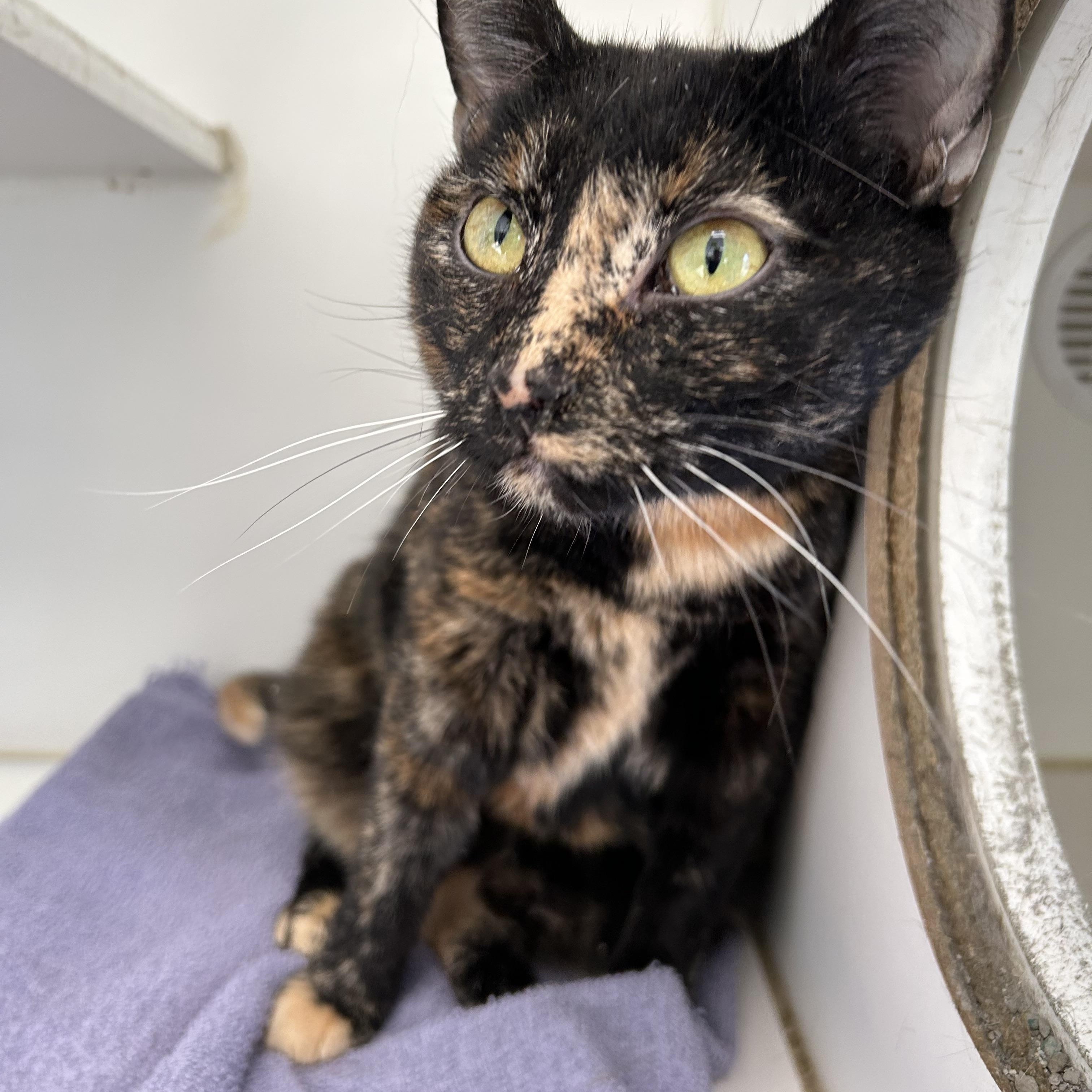 Cat for adoption - Wallie, a Tortoiseshell in La Grange Park, IL ...