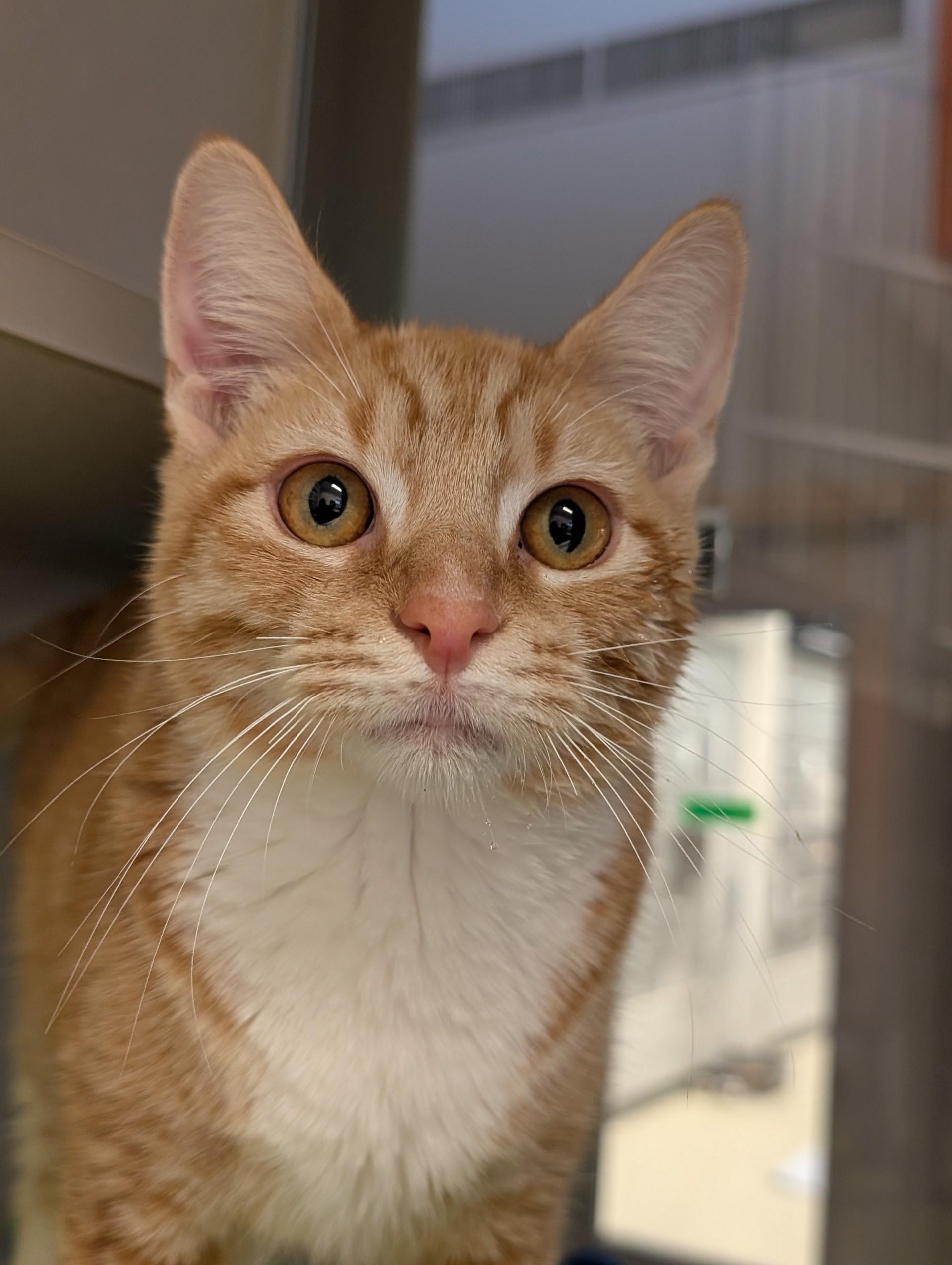 Cat for adoption - Gomez, a Domestic Short Hair in Cedar Rapids, IA ...