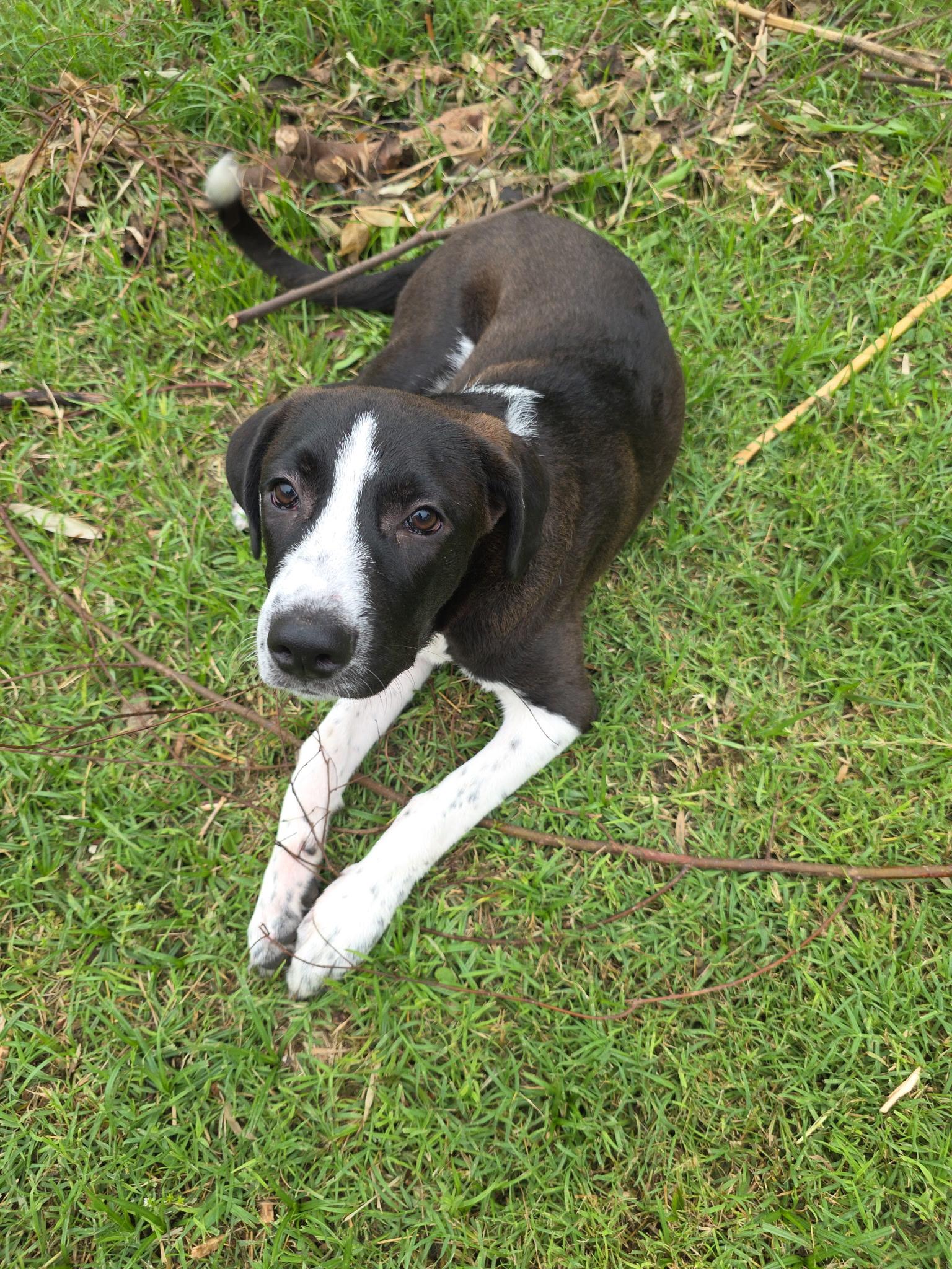 Dog for adoption - Moose, a Black Labrador Retriever Mix in Prosper, TX ...