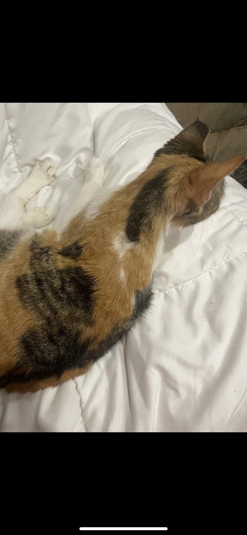 Cat for adoption - Abeline, a Domestic Short Hair in Waveland, IN ...